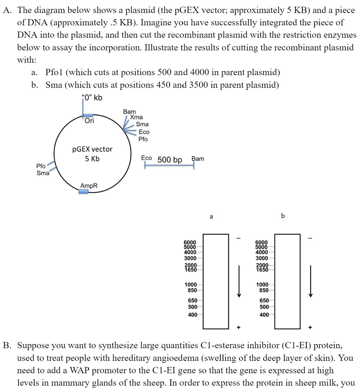 Solved The diagram below shows a plasmid (the pGEX vector; | Chegg.com