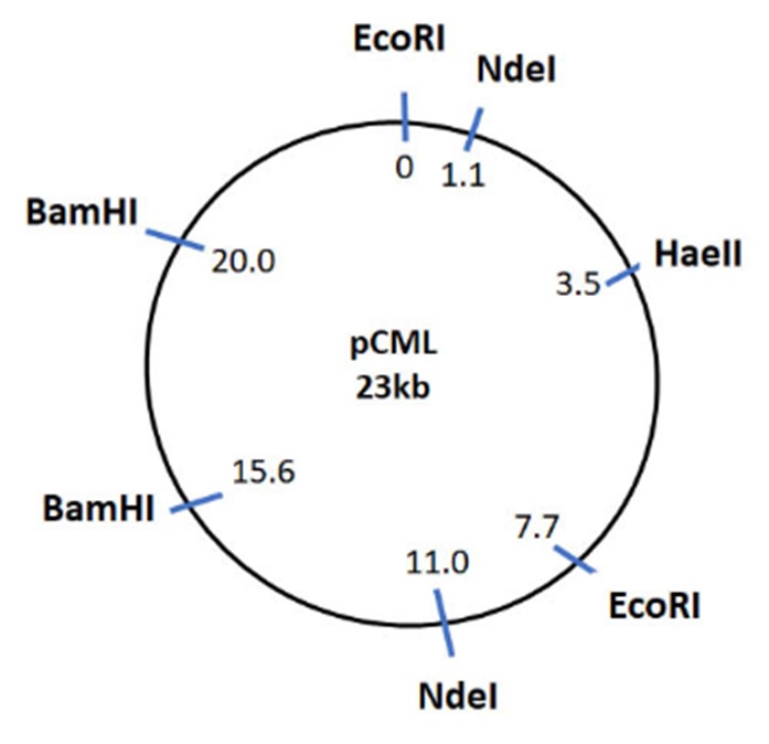 Solved A restriction map for plasmid pCML for the enzymes | Chegg.com