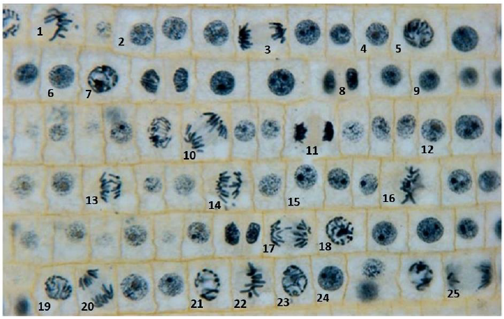 Solved Look at the series of Allium root tip cells in | Chegg.com