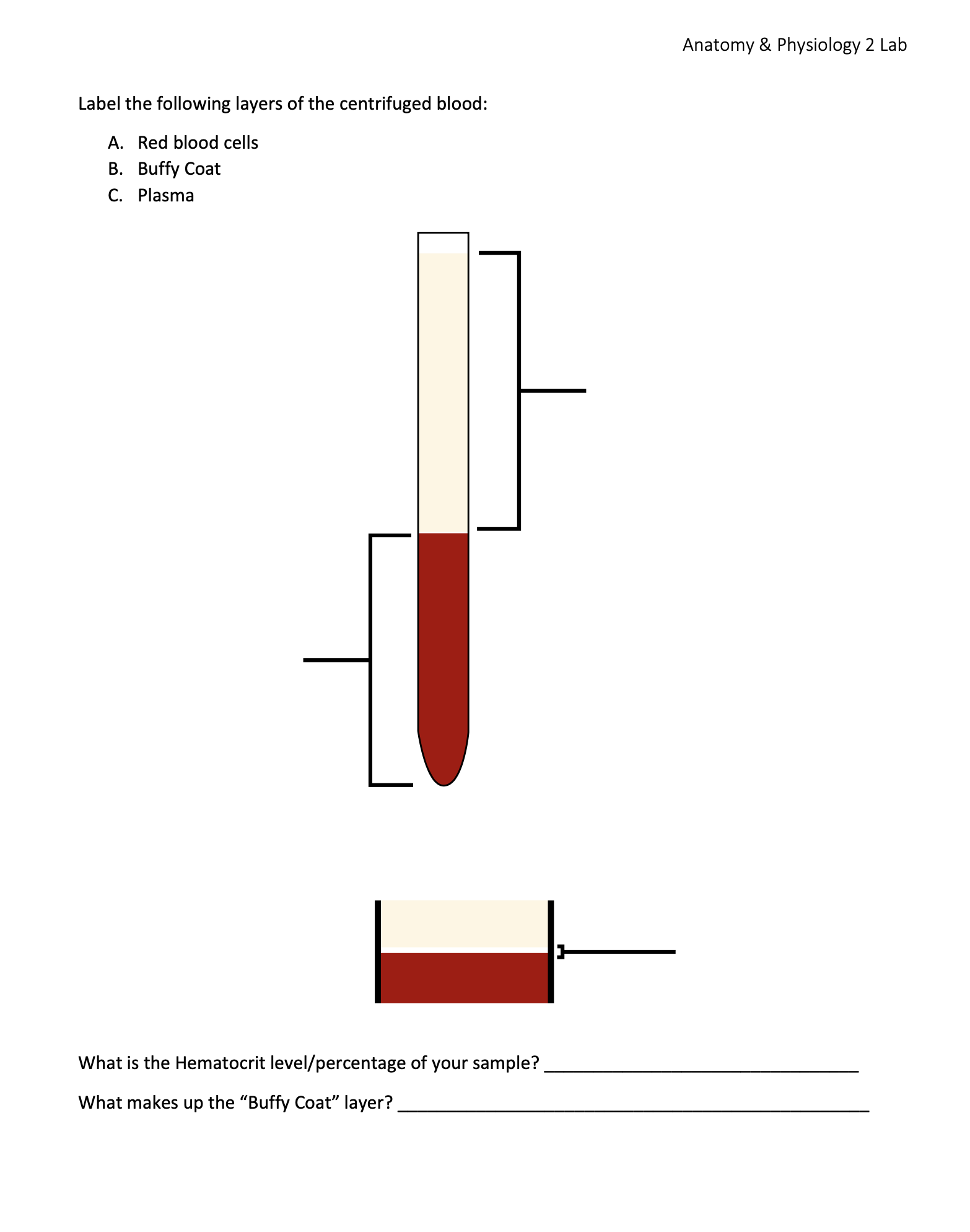 Solved Exercise 3: Measuring Hemoglobin Hemoglobin makes up | Chegg.com