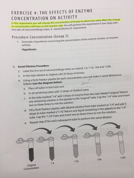 EXERCISE 4: THE EFFECTS OF ENZYME CONCENTRATION ON | Chegg.com
