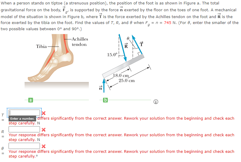 Solved When a person stands on tiptoe (a strenuous | Chegg.com