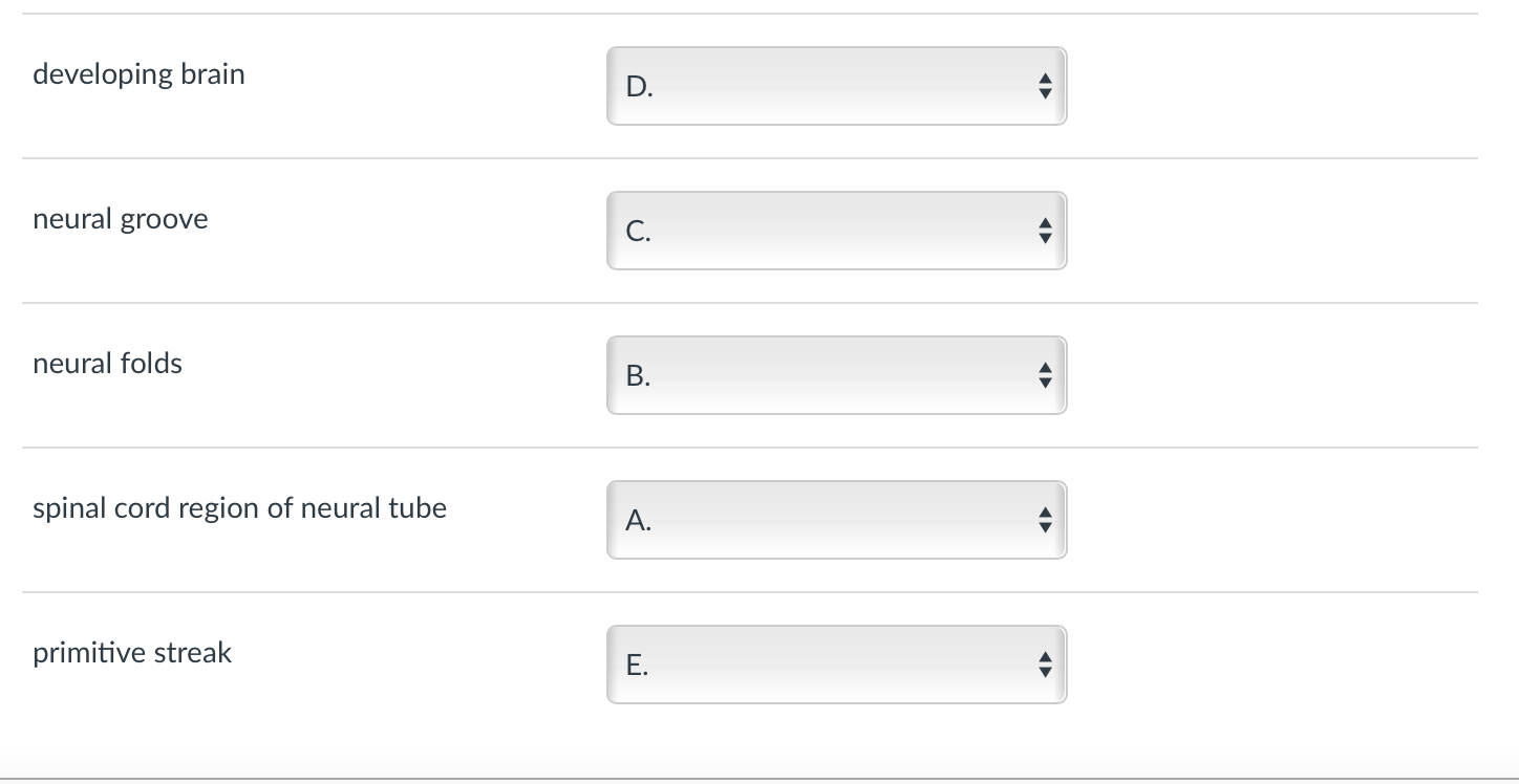 Solved Chick Embryology 24-hour Development (Neurulation), | Chegg.com