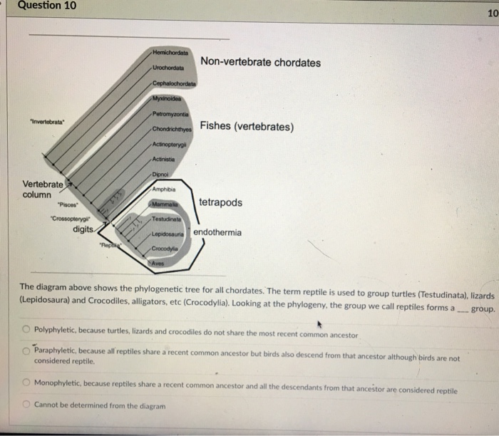 Solved 10 Question 10 Non-vertebrate chordates Invertebrata" | Chegg.com