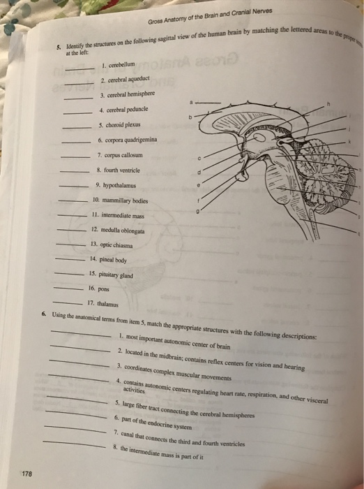 Solved REVIEW SH LAB TIME DATE Gross Anatomy of the Brain | Chegg.com