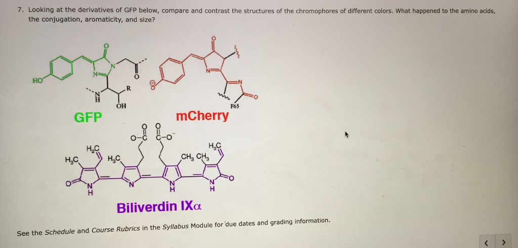 Solved 7. Looking at the derivatives of GFP below, compare | Chegg.com