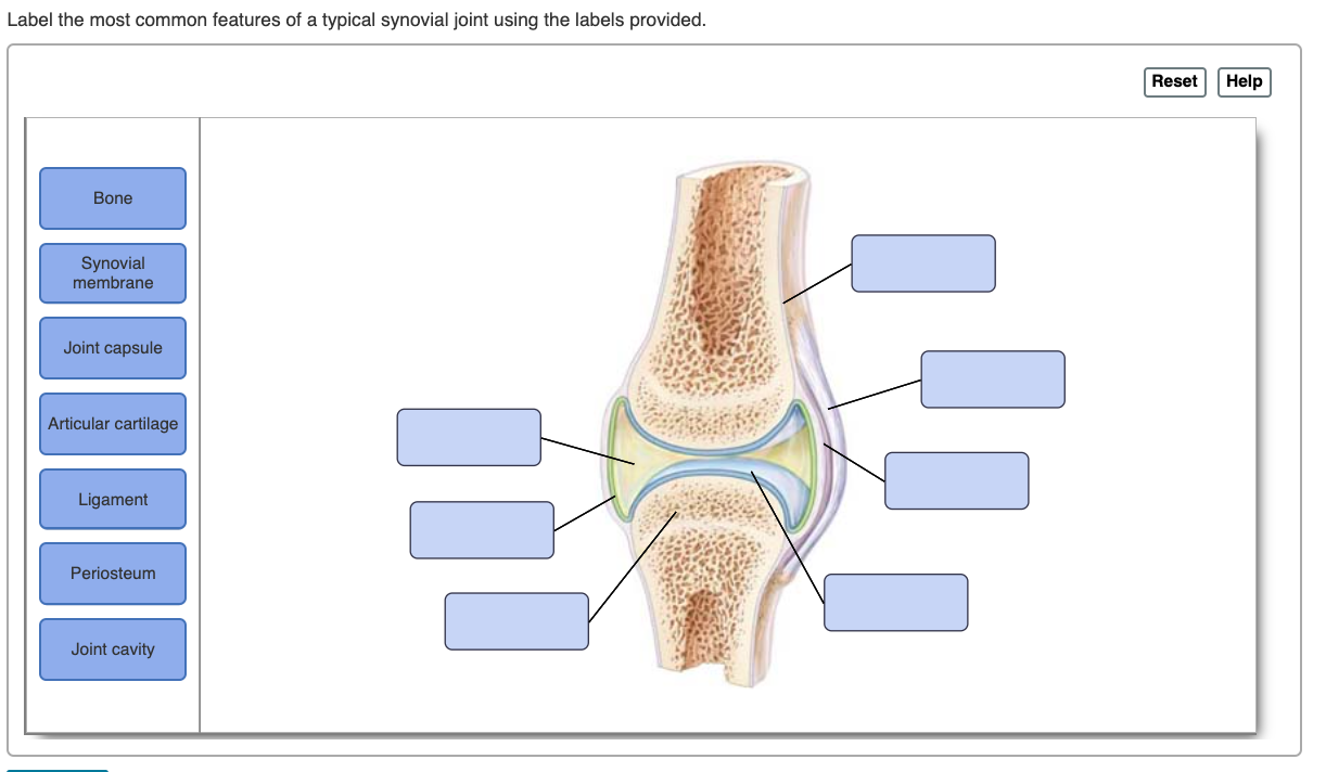 Solved Label the most common features of a typical synovial | Chegg.com