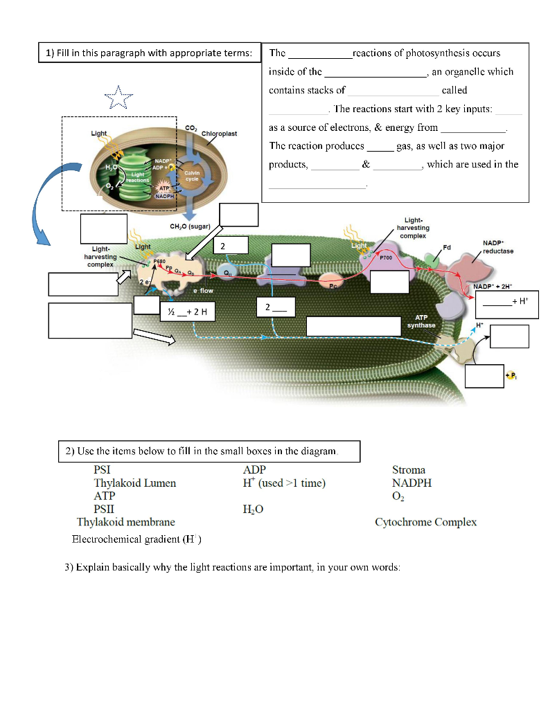 Solved NAME: PHOTOSYNTHESIS First, fill in the following two | Chegg.com
