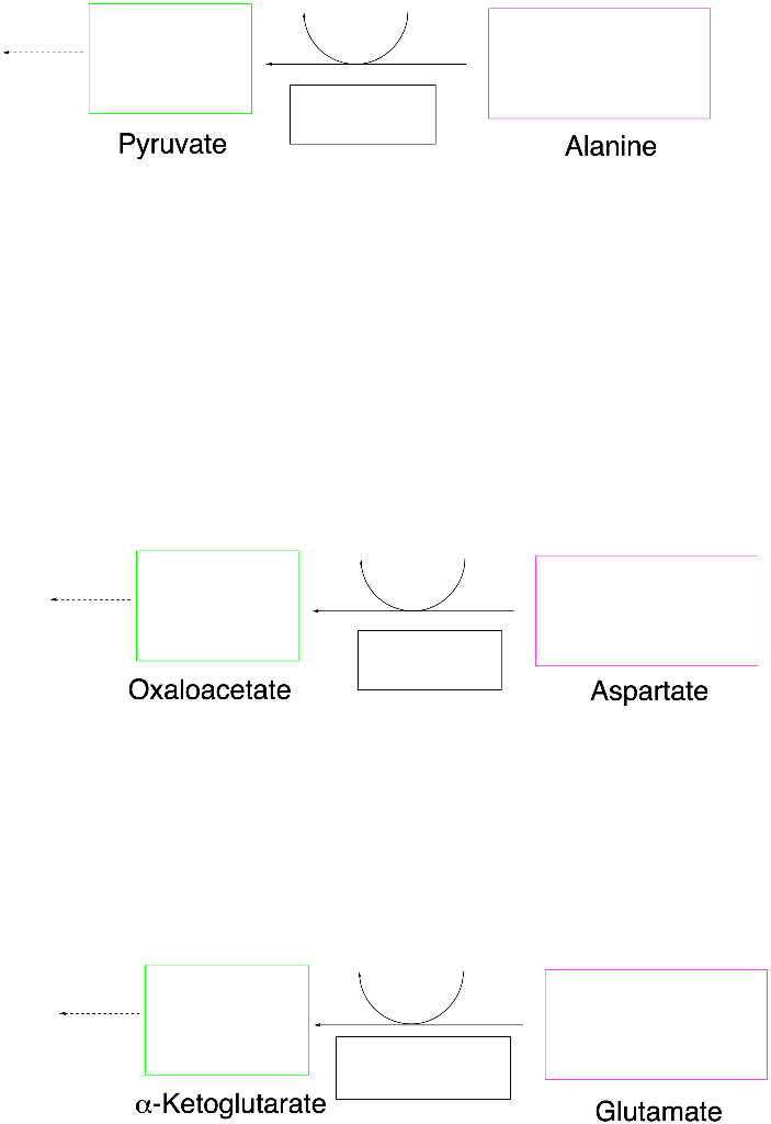 Solved Aspartate and Glutamate both can be formed from | Chegg.com