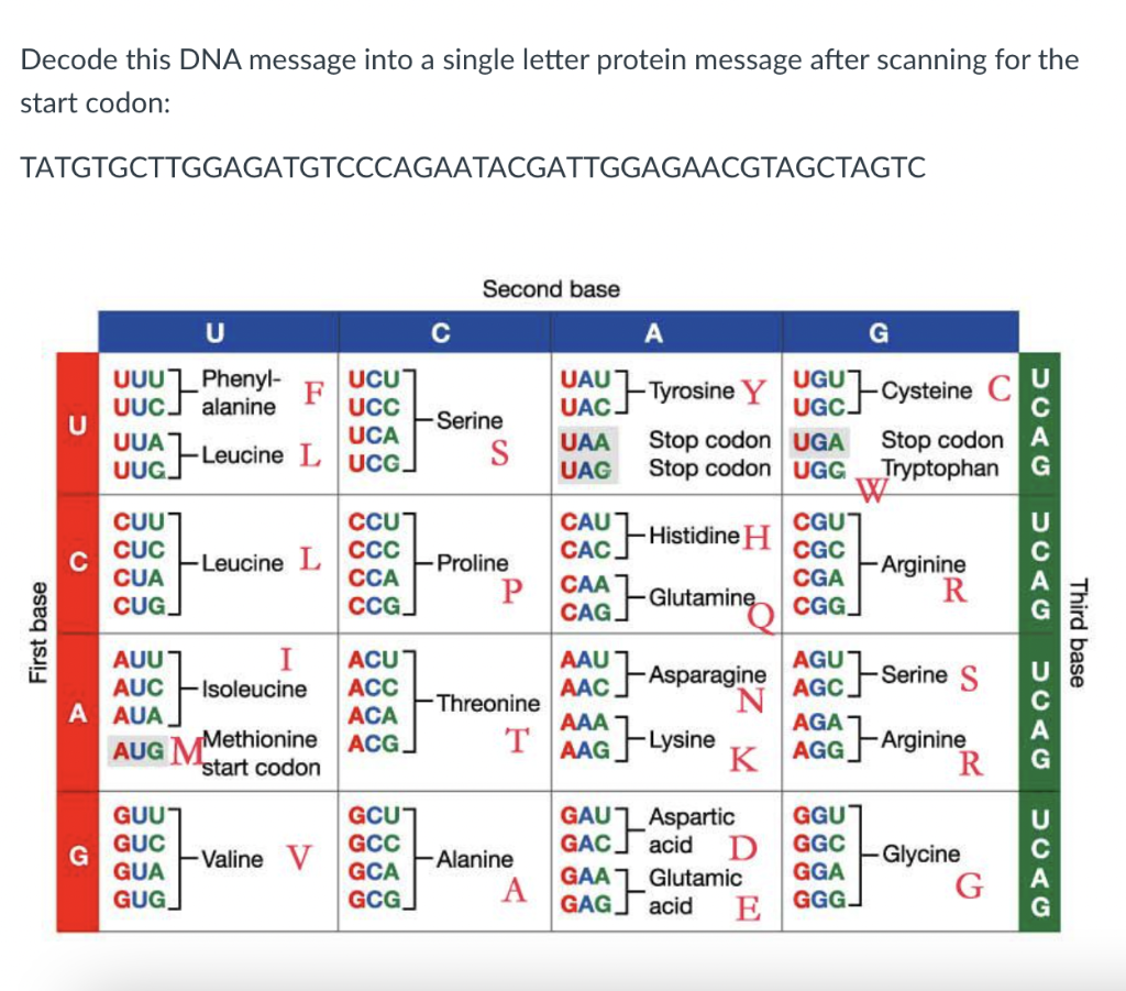 Solved Decode this DNA message into a single letter protein | Chegg.com