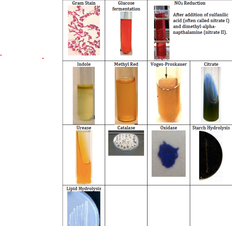 Solved You have been given and unknown bacterial isolate, | Chegg.com