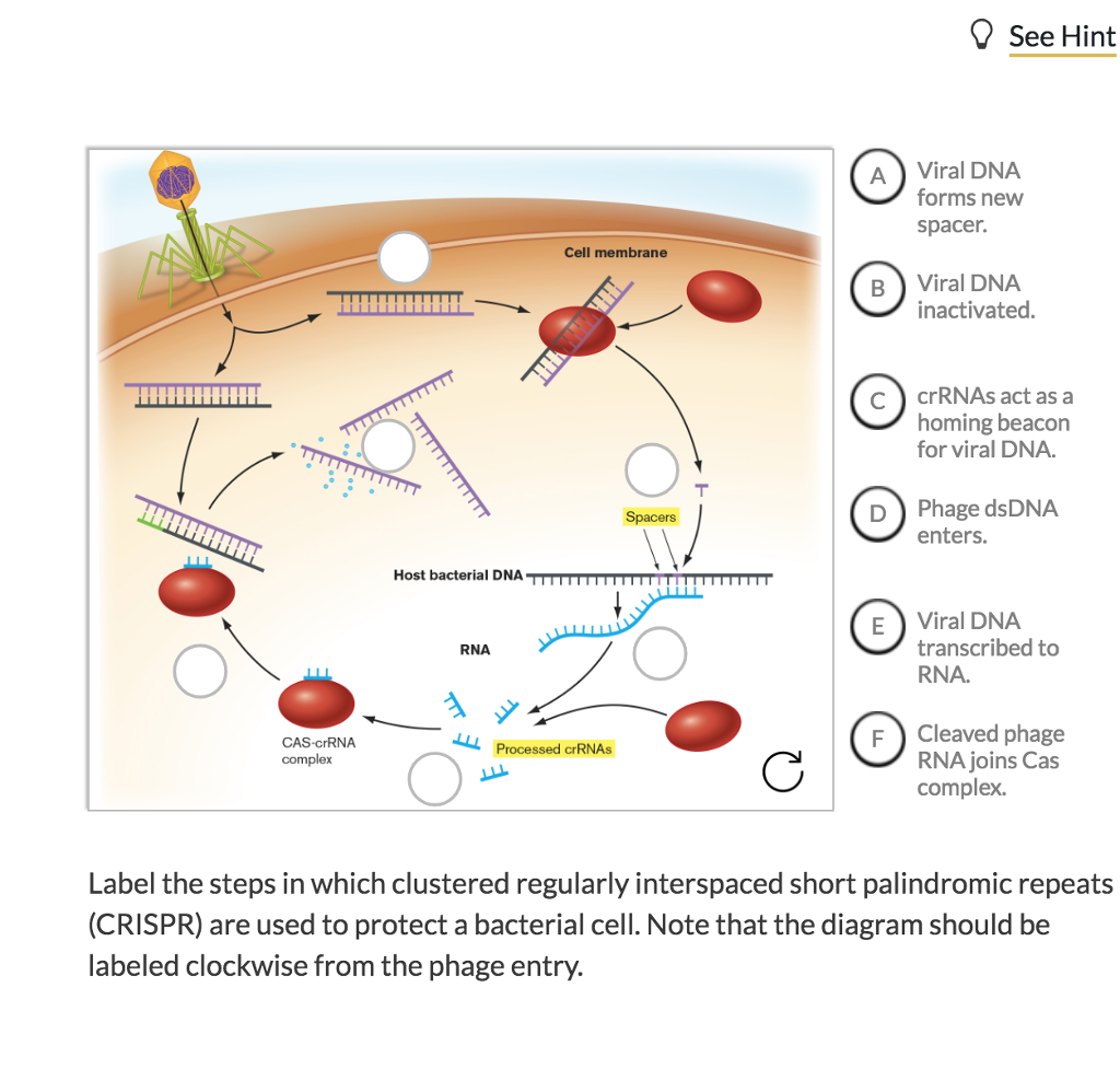 Solved 9 SeeHint A Viral DNA forms new spacer. Cell membrane | Chegg.com