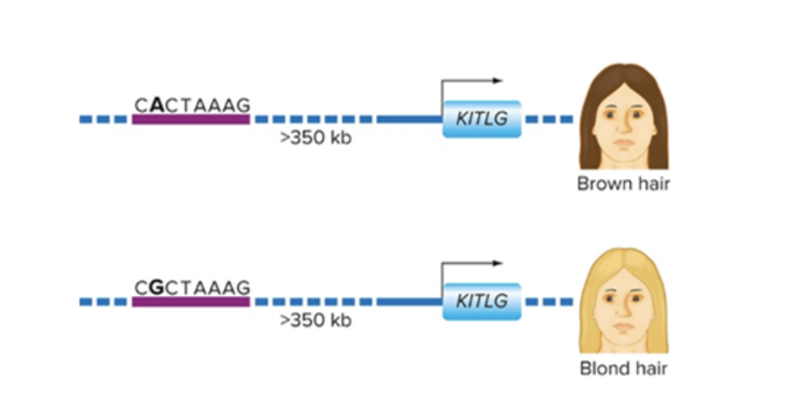 Solved A single nucleotide difference in the DNA regulatory | Chegg.com