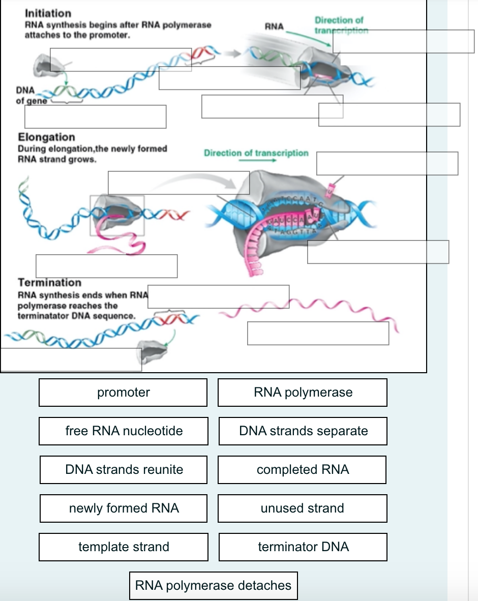 Solved Initiation RNA synthesis begins after RNA polymerase | Chegg.com