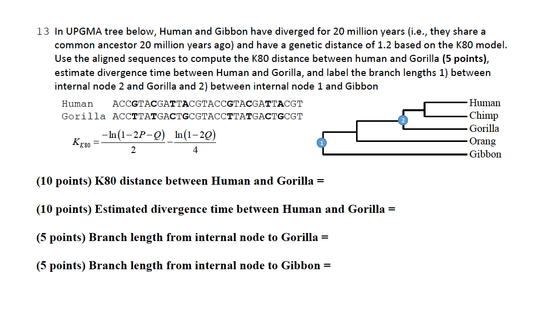 Solved 13 In UPGMA tree below, Human and Gibbon have | Chegg.com
