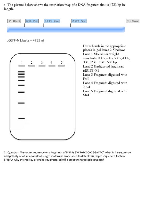 Solved 1. The picture below shows the restriction map of a | Chegg.com