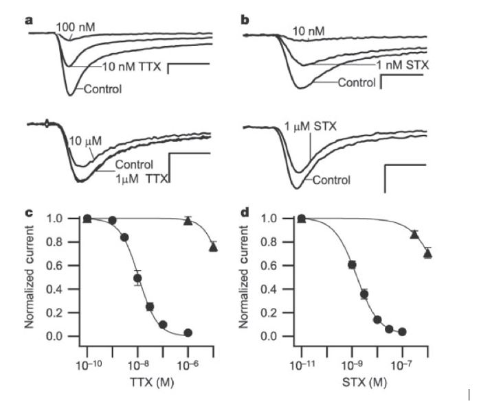 Solved task The substances tetrodotoxin (TTX) from bullet | Chegg.com