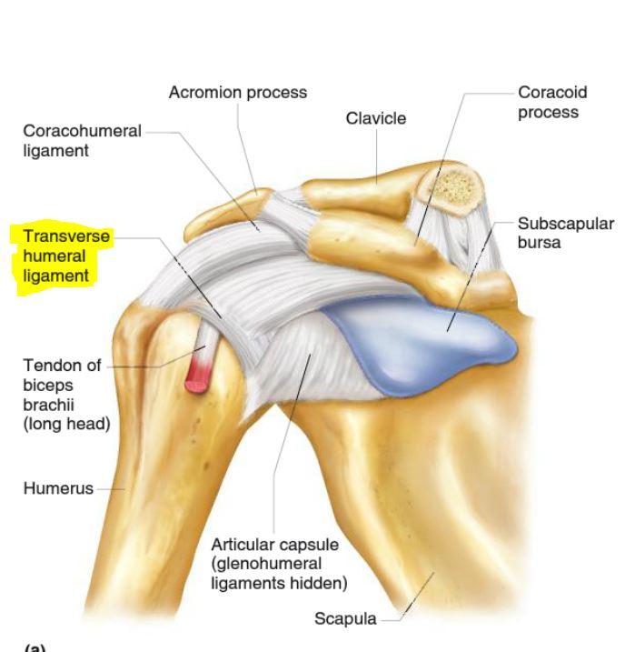 Transverse Humeral Ligament