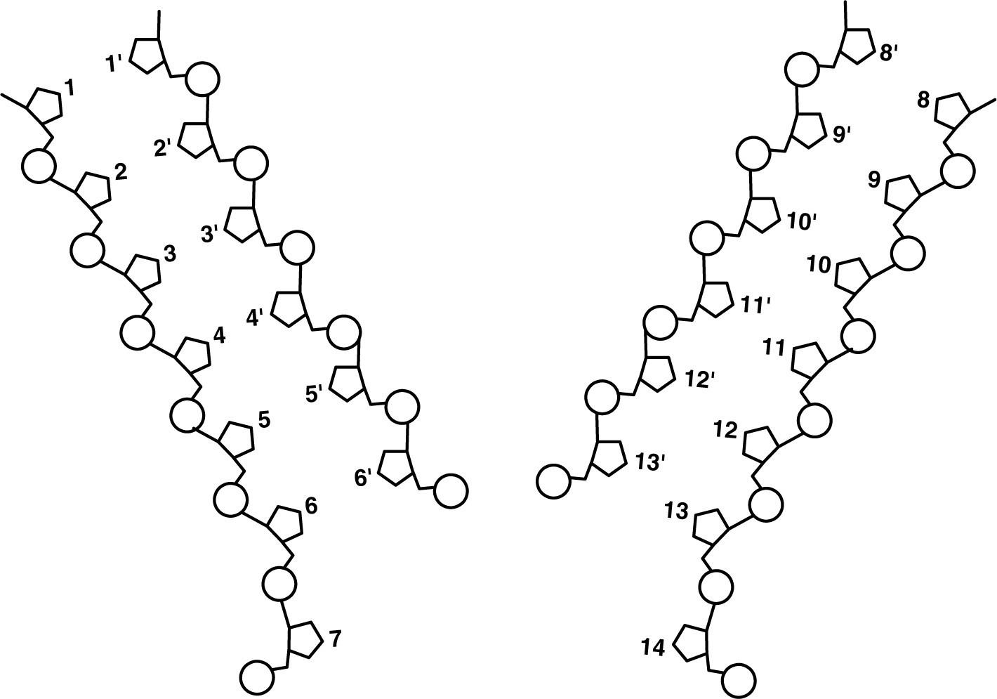solved-in-figure-8-2-of-the-replication-fork-if-base-6-is-chegg