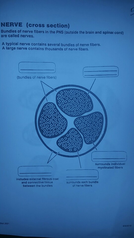 Solved NERVE (cross section) Bundles of nerve fibers in the | Chegg.com
