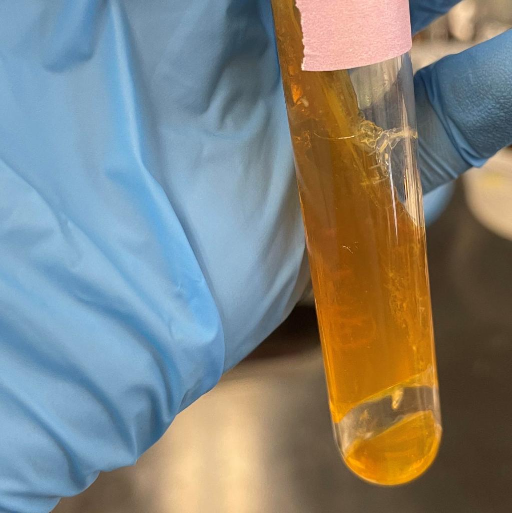 Solved Identify the unknown on TSI - the bacteria have a | Chegg.com