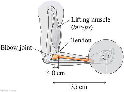 Solved Consider the diagram below of a typical human arm | Chegg.com