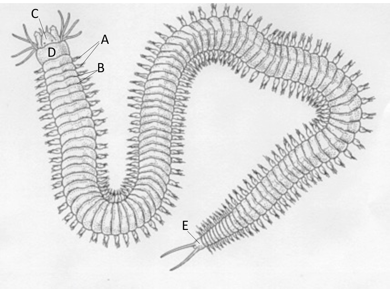 Solved The diagram below is showing a polychaete worm. | Chegg.com
