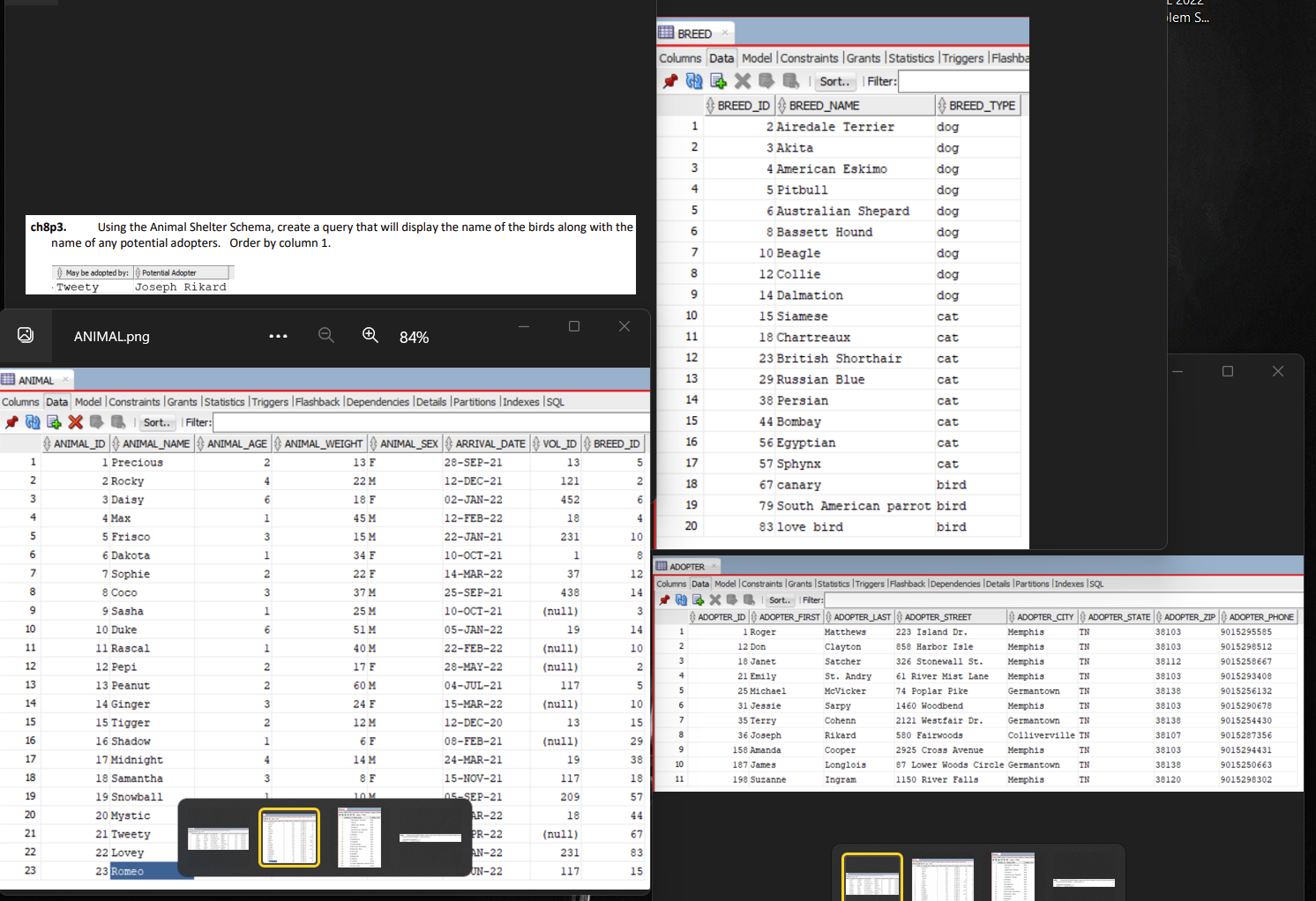 Solved Using the Animal Shelter Schema, create a query that | Chegg.com