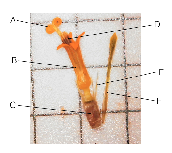 Identify the structures indicated below: Options: | Chegg.com