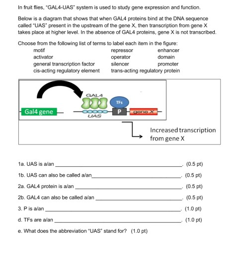 Solved In fruit flies, "GAL4-UAS system is used to study | Chegg.com