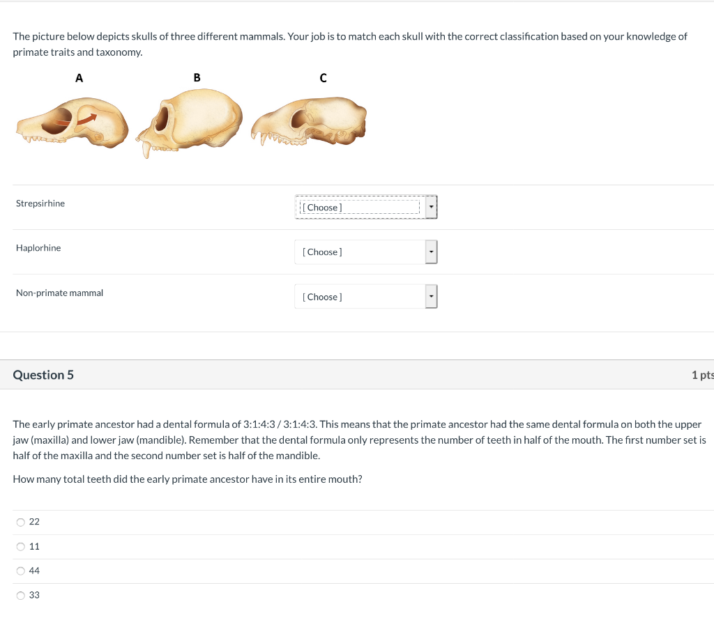 You Have Been Asked To Identify A Primate Skeleton Chegg you-have-been-asked-to-identify-a-primate-skeleton-chegg