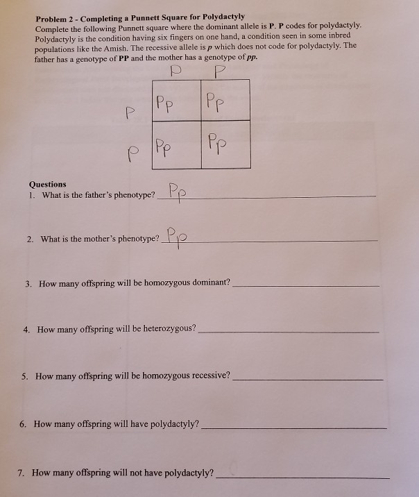 Solved Problem 2 Completing a Punnett Square for Polydactyly | Chegg.com