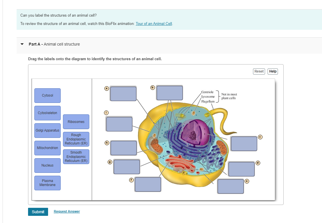 Solved Can you label the structures of an animal cell?To | Chegg.com