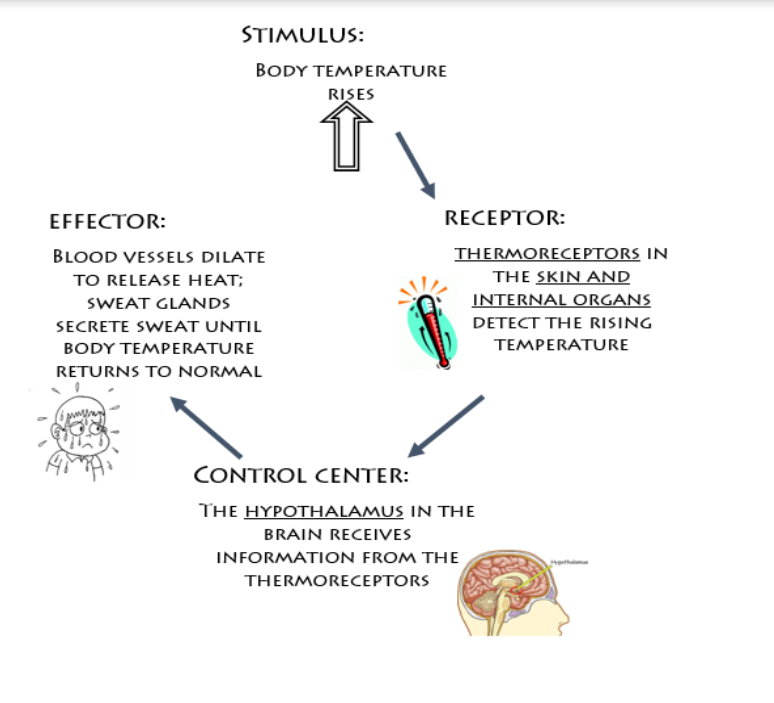Solved Draw a negative feedback loop based on the image | Chegg.com