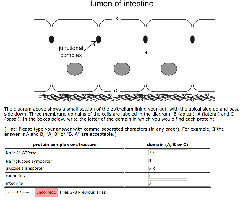 Solved lumen of intestine junctional complex The diagram | Chegg.com