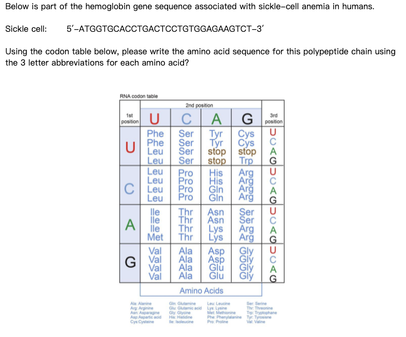 Solved Below is part of the hemoglobin gene sequence | Chegg.com