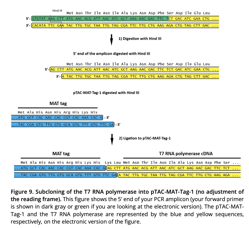 Solved Digestion of recombinant plasmids Predict the | Chegg.com