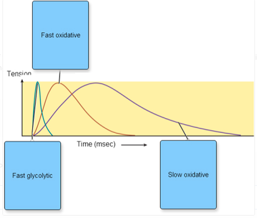 Solved Fast oxidative Tension Time (msec) Fast glycolytic | Chegg.com