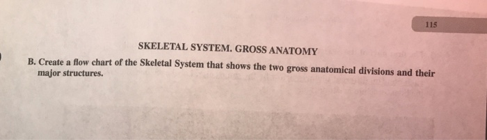 Solved 115 SKELETAL SYSTEM. GROSS ANATOMY B. Create a flow | Chegg.com
