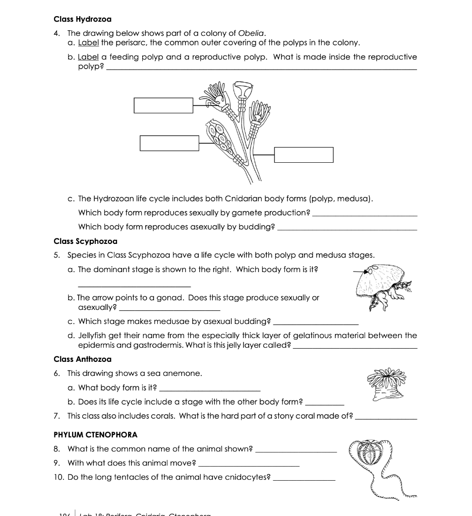 Solved Class Hydrozoa 4. The drawing below shows part of a | Chegg.com