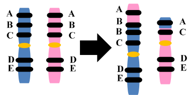 Solved What type of chromosomal rearrangement is | Chegg.com