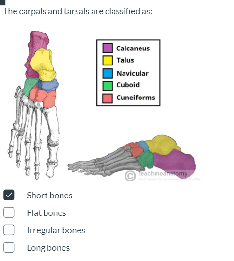Solved The carpals and tarsals are classified as: Calcaneus | Chegg.com