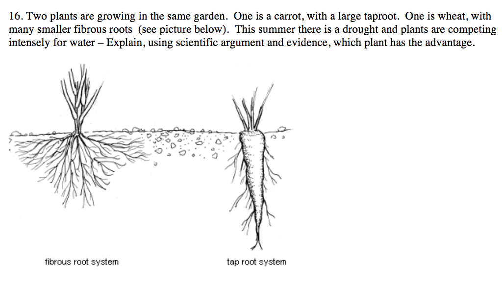 Carrot Root System