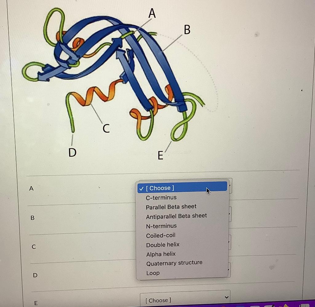 Solved A B M С D E A B [Choose ] C-terminus Parallel Beta | Chegg.com