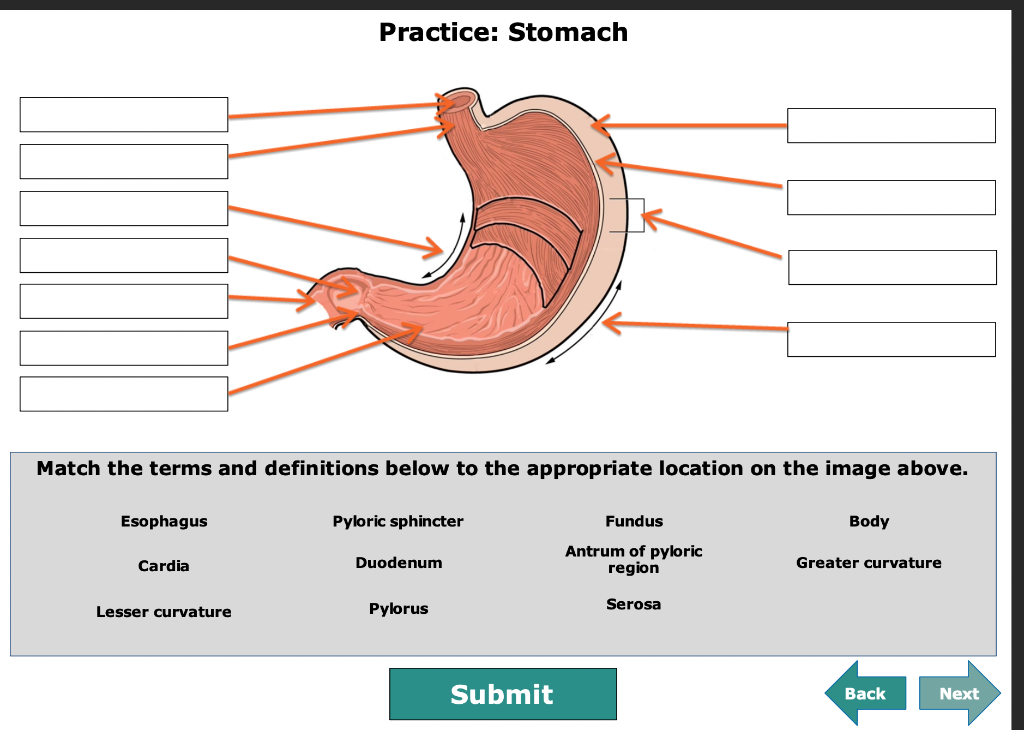 Solved Practice: Stomach Match the terms and definitions | Chegg.com
