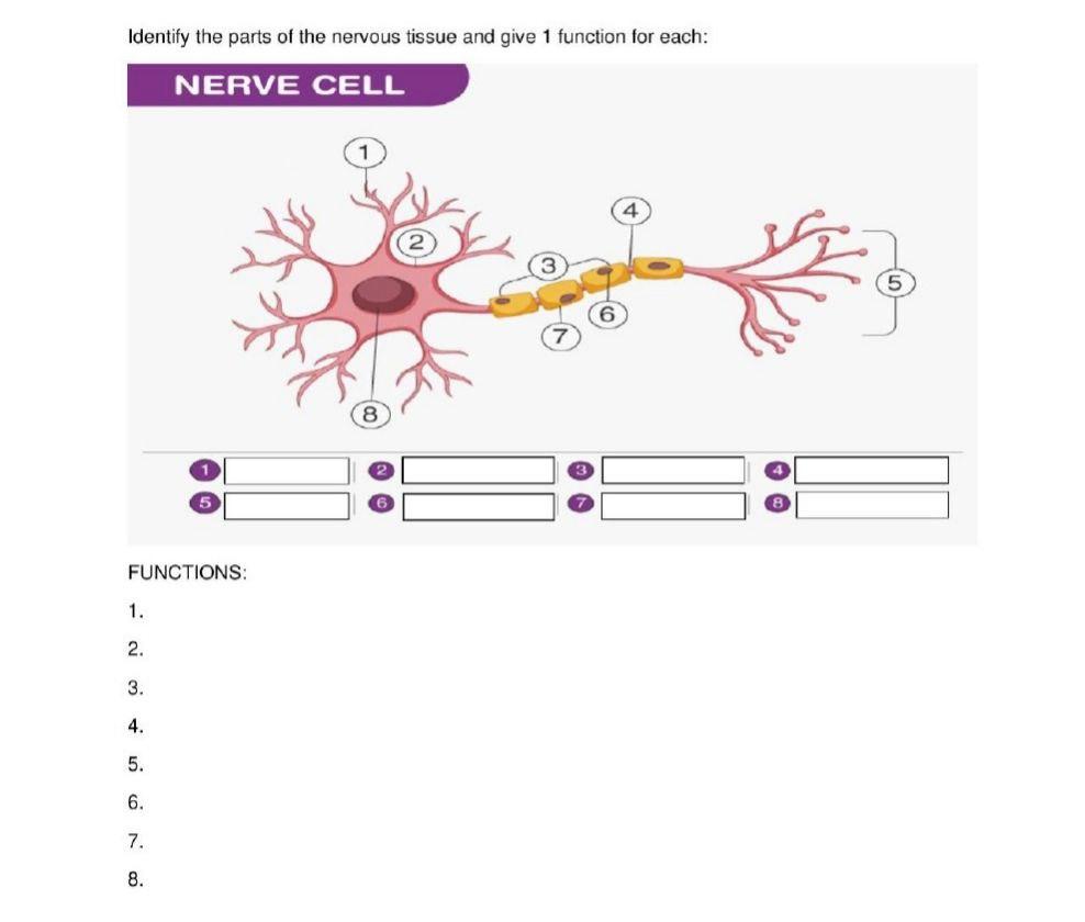 Solved Identify the parts of the nervous tissue and give 1 | Chegg.com