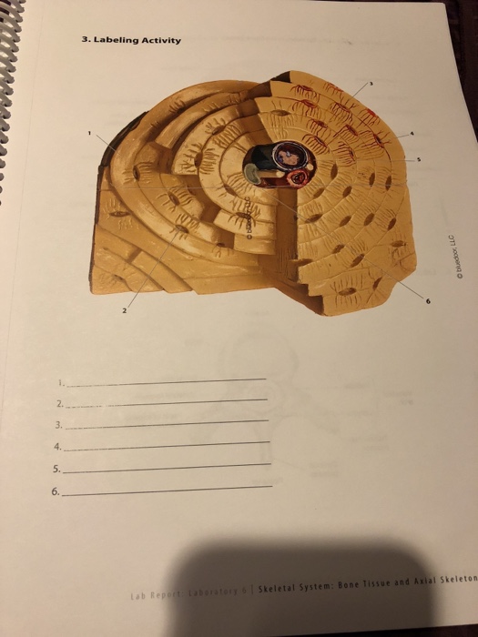 Solved 3. Labeling Activity 2. 3. 4. 5. 6. | Skeletal | Chegg.com