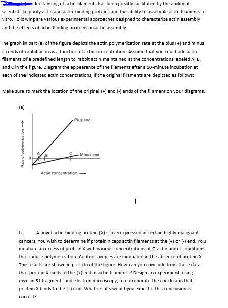 Solved nderstanding of actin filaments has been greatly | Chegg.com