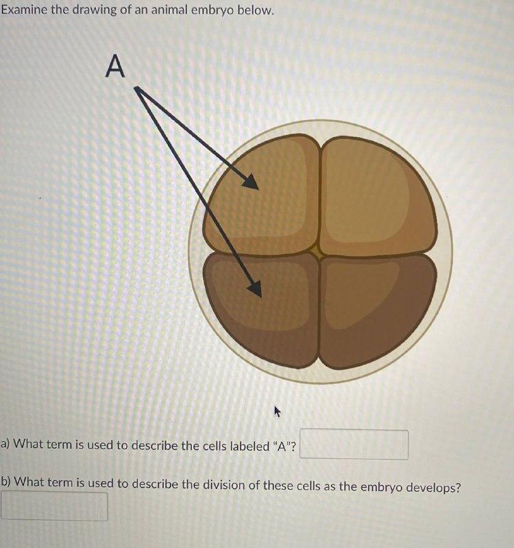 Solved The drawings below display the stages of neurulation. | Chegg.com