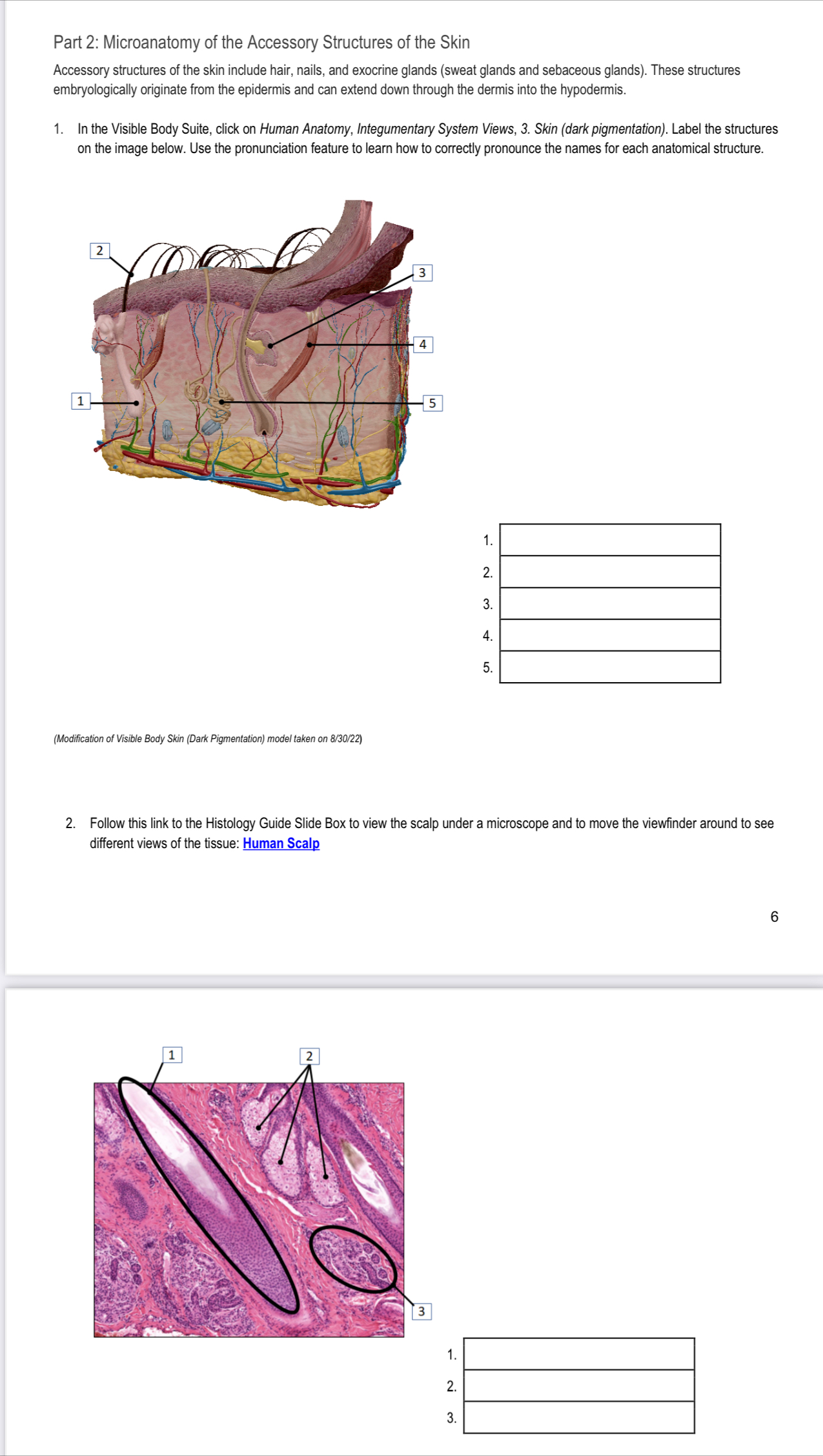 Part 2: Microanatomy of the Accessory Structures of | Chegg.com